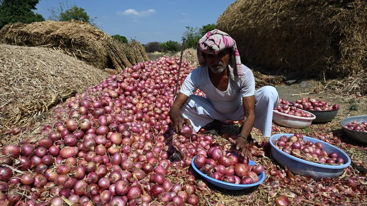 India’s Onion Export Ban Backfires, Leaving Maharashtra Farmers in Crisis - Frontline